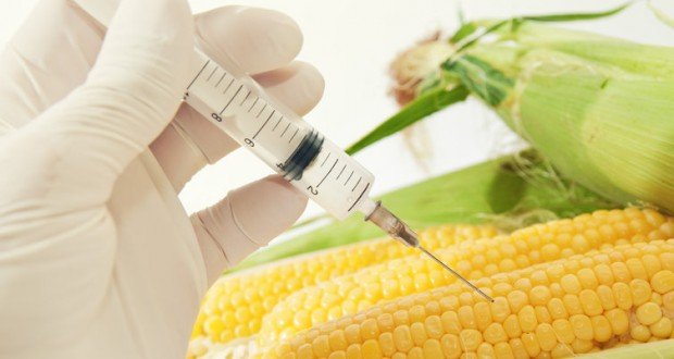 New study: Major difference between GMO and non-GMO corn | NaturalHealth365