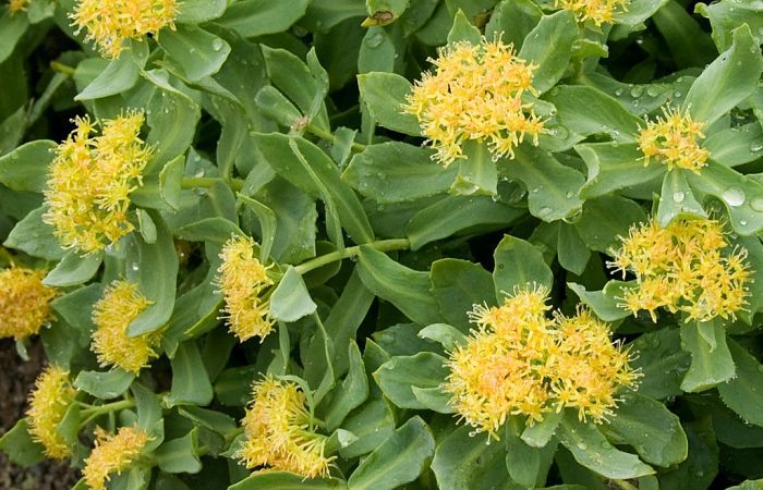Rhodiola defeats chronic fatigue in just one week | NaturalHealth365