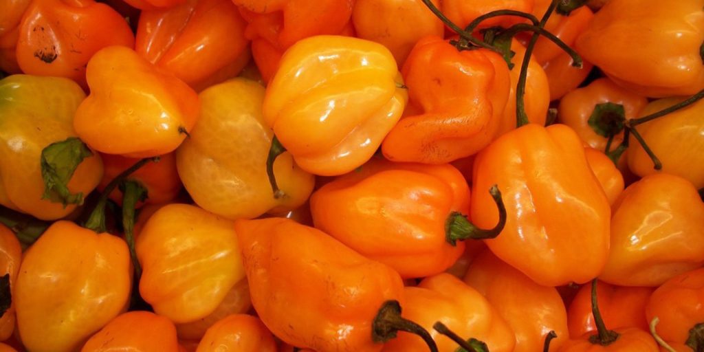 Habanero - NaturalHealth365