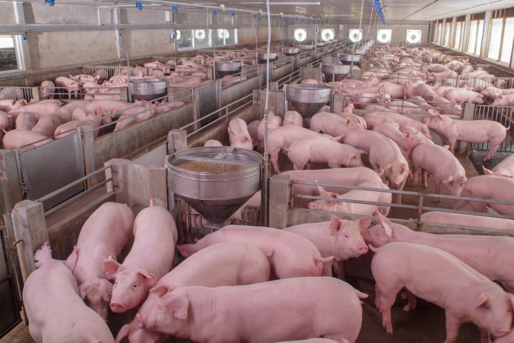 Hog Waste Lagoons Created By Industrial Farming | NaturalHealth365