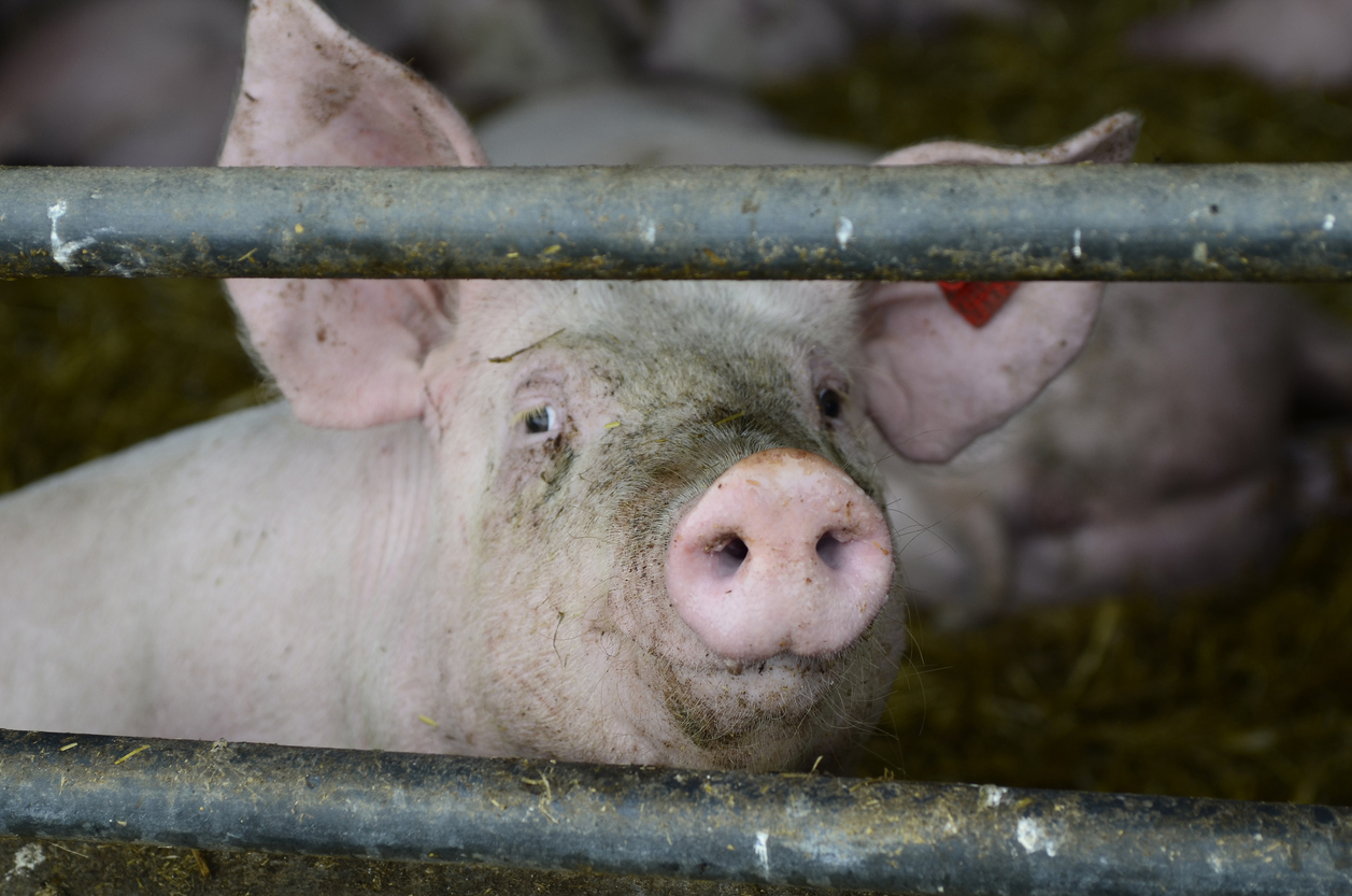 Factory Farming Destroys Health And Ethics | NaturalHealth365